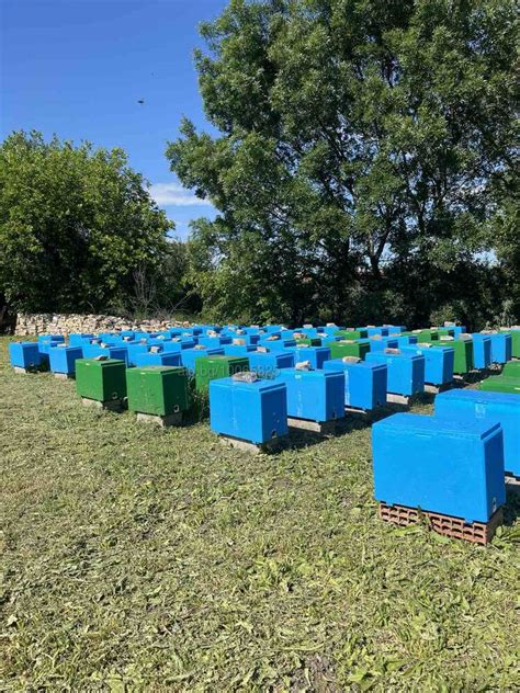 Пчелни отводки Пчеларство Стара Загора Предлагам пчелни отводки система Дадан Блат от