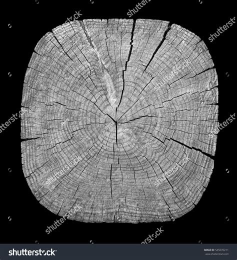 Cross Section Tree Trunk Showing Growth Stock Photo 545070211 Shutterstock