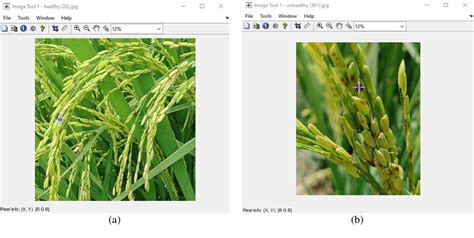 Figure 3 From Seed Of Rice Plant Classification Using Coarse Tree