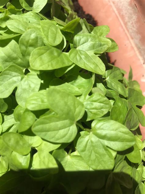 Could You Help Me Id This Plant Rplants