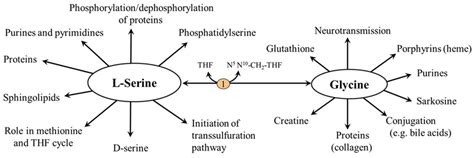 Serine Metabolism In Health And Disease And As A Conditionally Essential Amino Acid