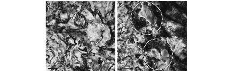 Tem Microstructures Of Cu Zr B Alloy Processed By The Following