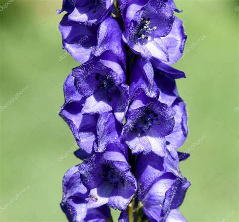 Eisenhut Aconitium Napellus Ist Eine T Und Heilpflanze Mit Blauen