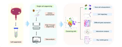 schematic diagram of the single cell sequencing workflow cells are