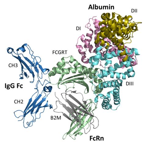 Fcrn Gamma Proteins