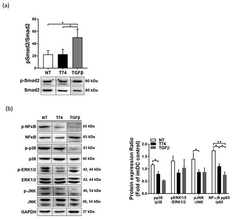 CIMB Free Full Text Synthetic TGF β Signaling Agonist Treated
