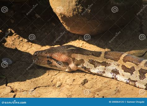 Portrait Of An Adult Reticulated Python Close Up Blur Background