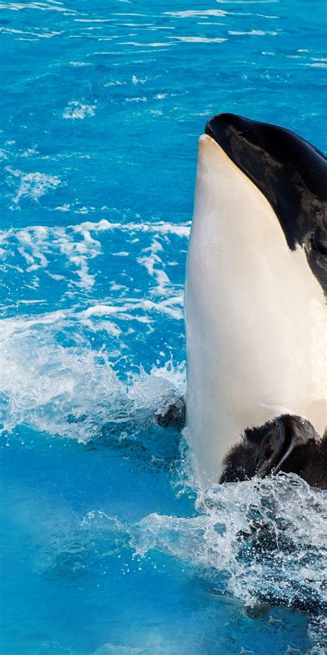 Обои на рабочий стол Животные Косатка 898229 для ПК