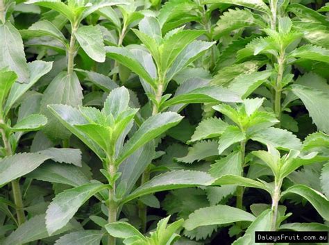 Buy Sugar Herb Stevia Plants Stevia Rebaudiana