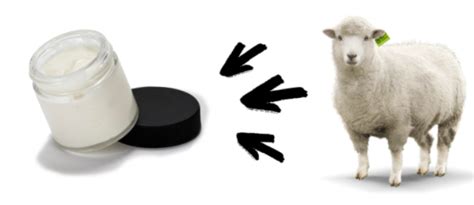 Mis On Lanoliin Ja Kus Me Sellega Kokku Puutume Harju Elu