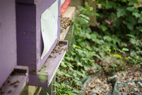 iot beehive beehappy project 11 steps with pictures instructables