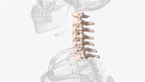 7th Cervical Vertebrae The Abcs Of Reading C Spine Cts Core Em