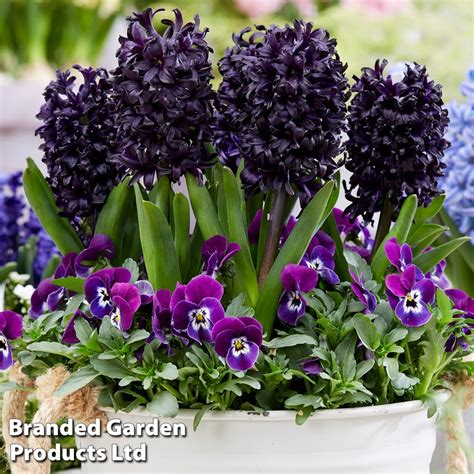 Bulb Spring Saver Collection