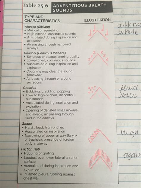 Adventitious Lung Sounds Definition And Examples