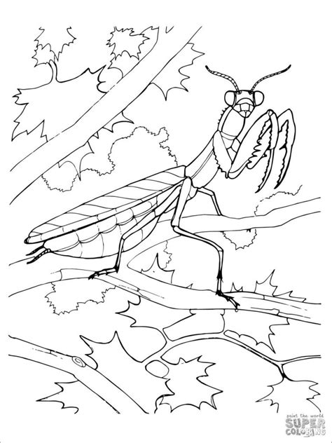Printable Praying Mantis Coloring Page Coloringbay