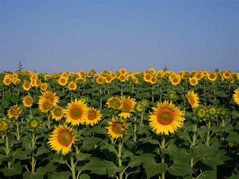 Sabato 22 Luglio Si Corre Tra I Girasoli Al Tramonto Il Nuovo Terraglio