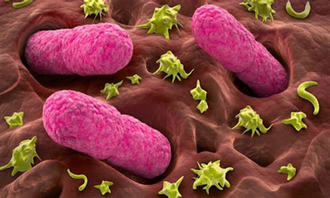 Cefiderocol Is A New Siderophore Cephalosporin For Gram Negative Mdr Infections Hayat Alhikmah