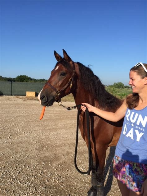 Training” A Yearling Around The Farm Chronicle Forums