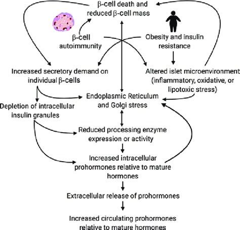 Potential Pathologic Etiologies Of Increased Circulating Immature Islet Download Scientific
