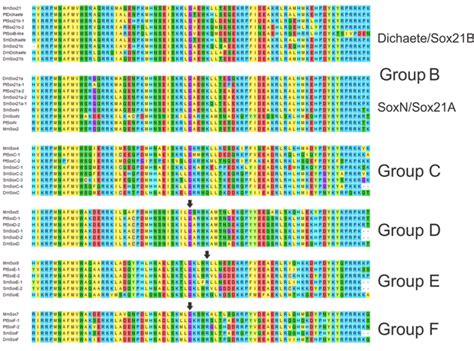 Multiple Sequence Alignment Of Hmg Domain Sequences From Selected