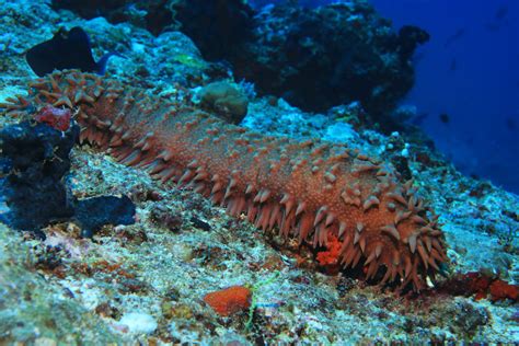 Sea Pickle Archives Promega Connections