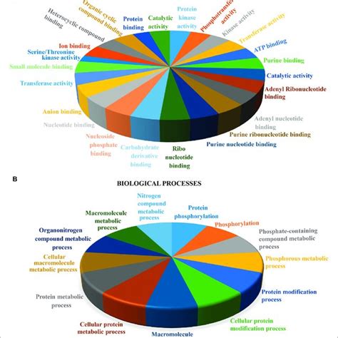 Cis Elements And Evolutionary Conservation A Regulatory