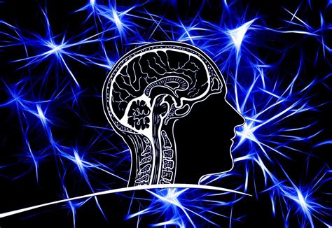The Tree Of Cortical Cell Types Describes The Diversity Of Neurons In The Tree Of Cortical Cell Types Describes The Diversity Of Neurons In