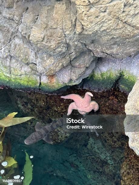 수면에 떠 있는 분홍색 바다 별과 절벽 옆에서 헤엄치는 표범 상어의 상위 뷰 가파른에 대한 스톡 사진 및 기타 이미지 가파른