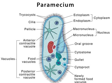 Cell Structure And Functions Class Notes Science Free PDF