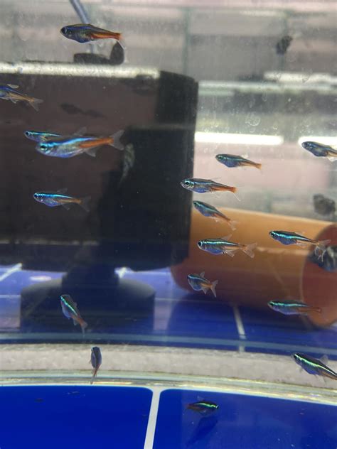 Pet Buddy Philippines Added A New Pet Buddy Philippines