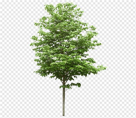 Tree Structure Oak Graphy Plants Leaf Branch Desktop Wallpaper Png PNGWing