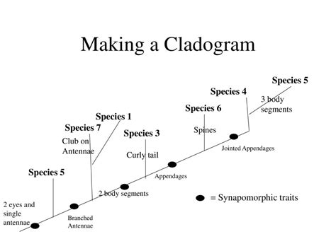Constructing A Cladogram Ppt Download Constructing A Cladogram Ppt Download
