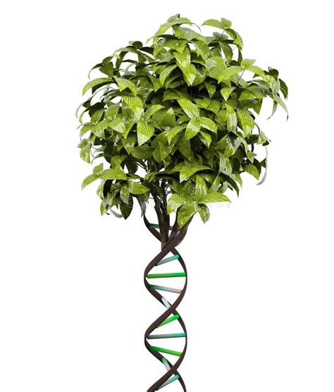 Dna Shaped Tree Trunk Stock Illustration Illustration Of Engineering