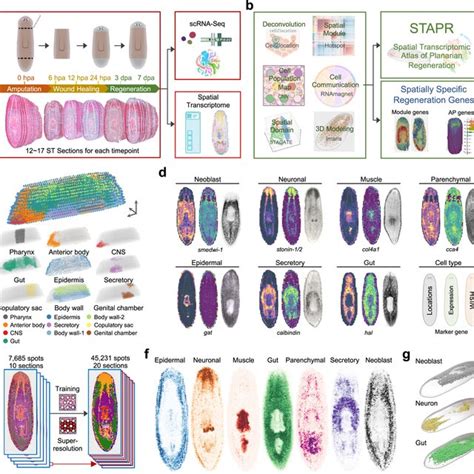 The Four Dimension Spatiotemporal Transcriptomic Cell Atlas Of Download Scientific Diagram