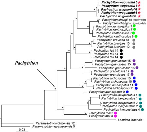 Bayesian Inference Tree Based On Concatenated Mitochondria Nd2 And