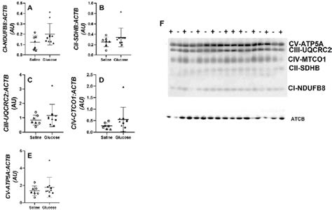 Normalised Protein Abundance Of Oxphos Complexes Complex 1a Complex Download Scientific
