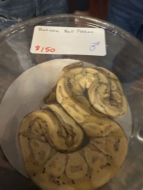 How Old Does This Ball Python Look I Bought Him And The Seller Said He Was 1 12 Years Old But