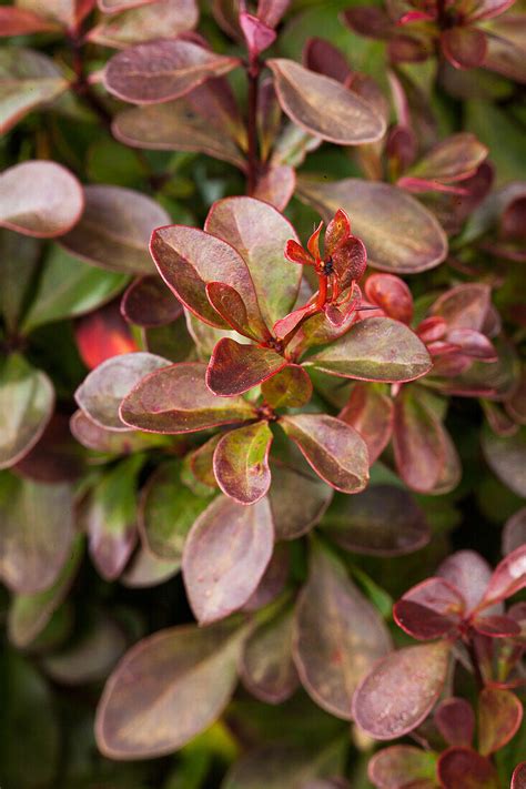 Berberis Thunbergii ‘atropurpurea Nana License Image 14016936 Image