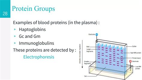 Disputed Paternity Pptx