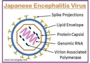Japanese Encephalitis (JE) - We Care
