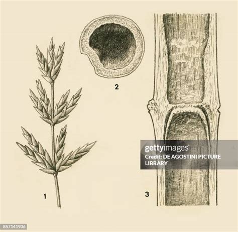 Longitudinal Section Photos And Premium High Res Pictures Getty Images