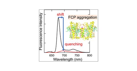 Aggregation Induced Excitation Energy Quenching In Fucoxanthin Chlorophyll Ac Binding Proteins