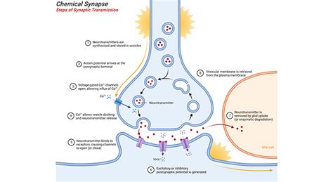 Chemical Synapse Understanding Neural Circuit Function Through