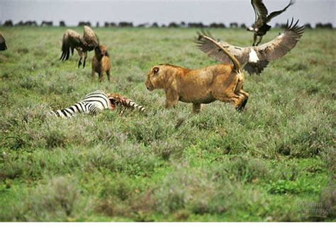 Species Interactions And Populations Flashcards Quizlet