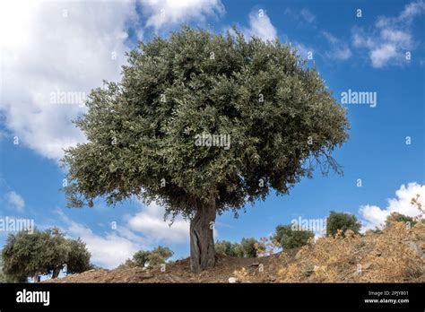 Big Olive Trees Garden Covering A Hill Above The Sea Olives As An