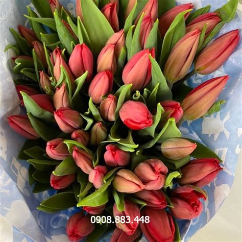 Tulip đỏ Hà Lan Nàng Hoa Farm