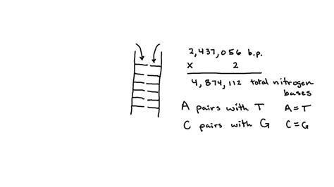 Solved The Chromosome Of Micrococcus Luteus Is 2437056 Bp Long A