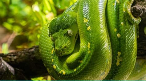 Green Tree Python Of The Daintree Rainforest North Queensland