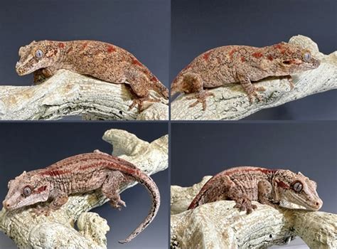 Breeding Pair Red Striped And Red Blotch Gargoyle Gecko By Great Gatsby