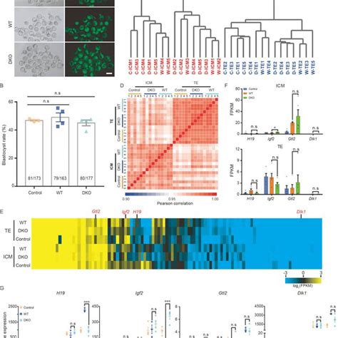 Global Transcriptome Analysis Of Sc Placentas With Different Deletions